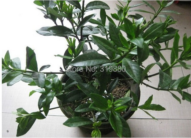 Купить 60PCS/много жасмина пакет семян, fantanstic посадки семена ...