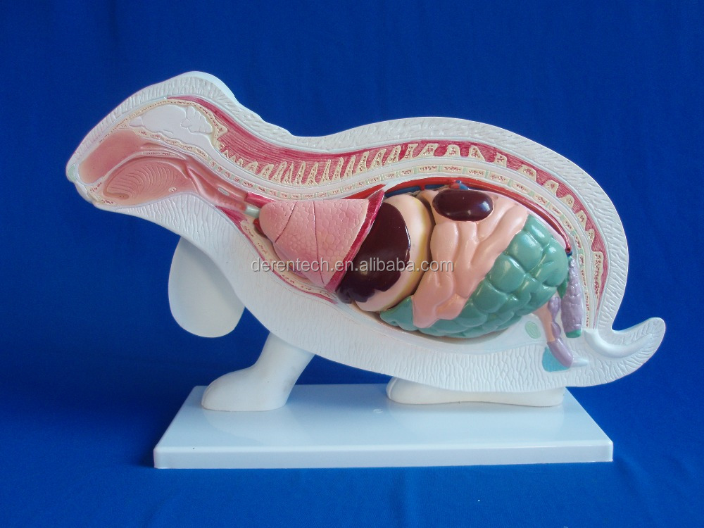 Rabbit Dissection Model - Anatomical Teaching Tool